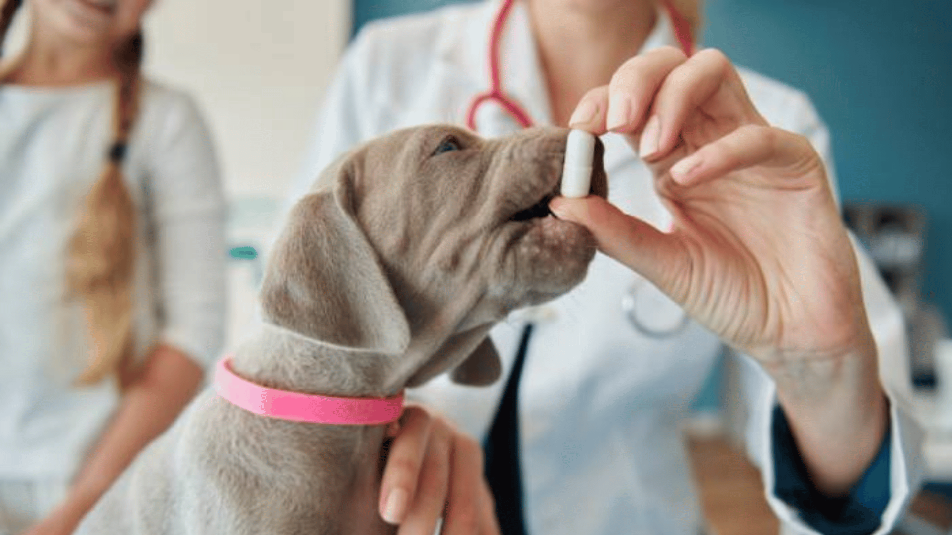 Fully Stocked Pet Pharmacy In Manhattan Beach, CA 90266 | Bay Animal ...